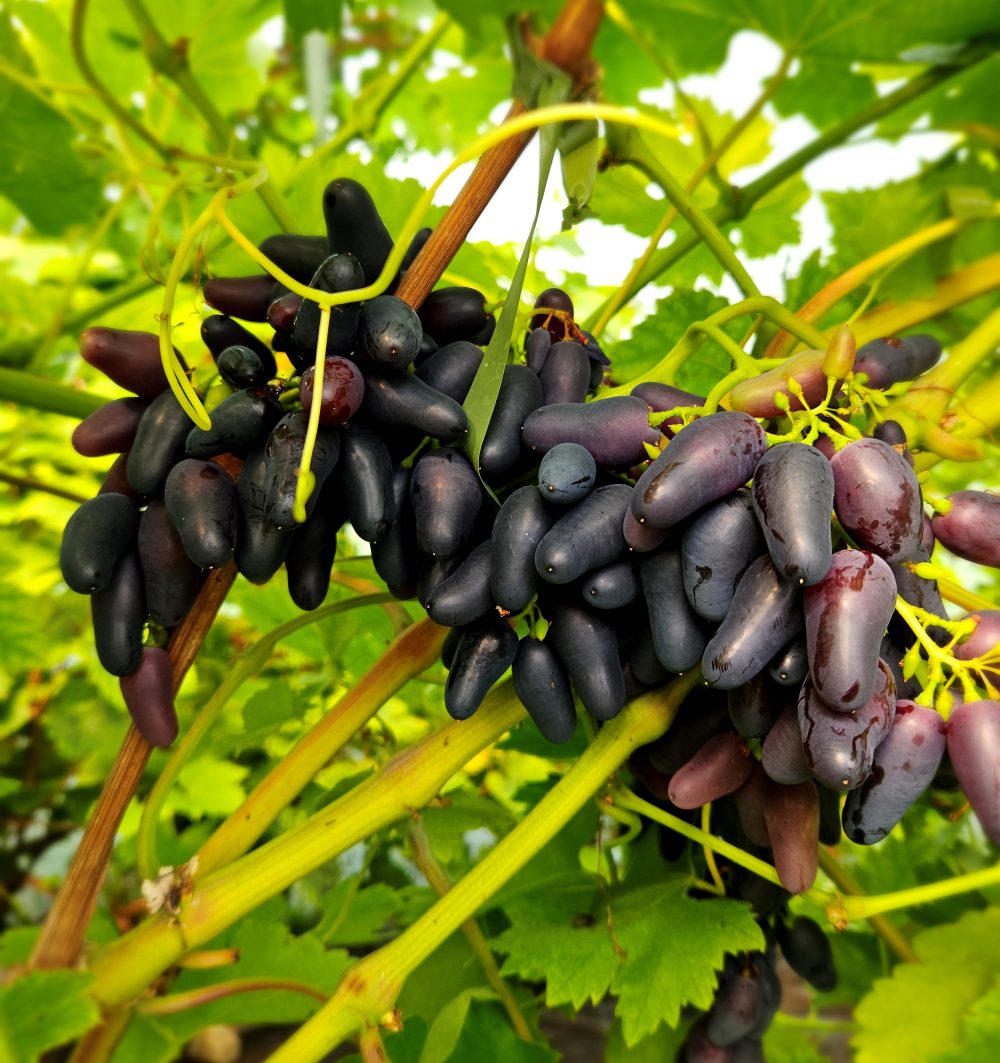 Viking – Veinipiiga