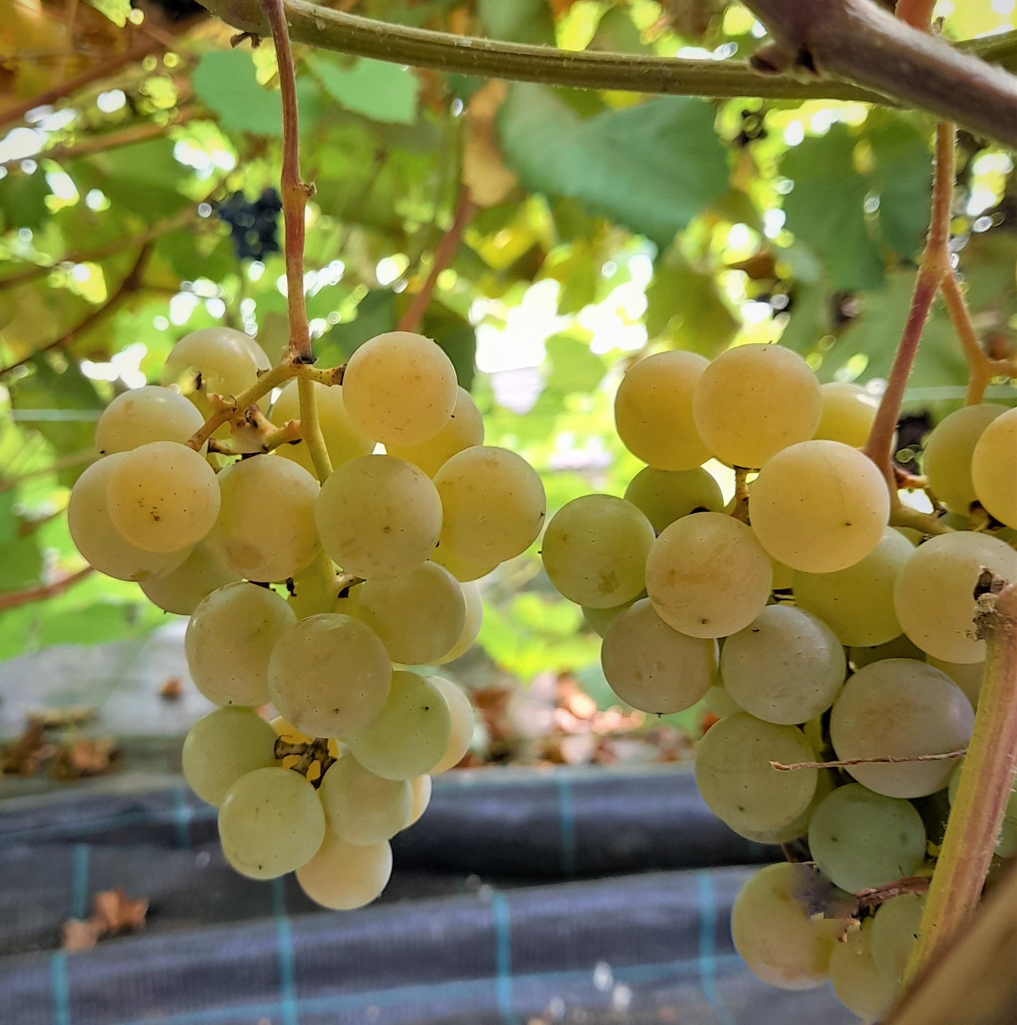 Žemčug Belij – Veinipiiga